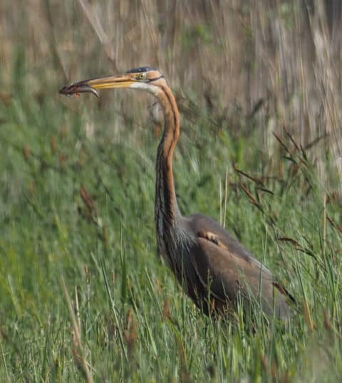 Purperreiger | Kalenberg.nu